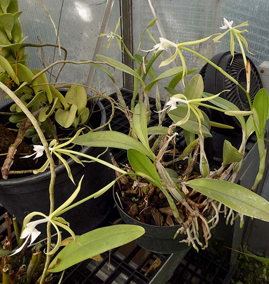 Southern California Orchid Species Society