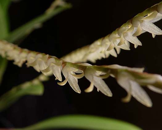 Southern California Orchid Species Society