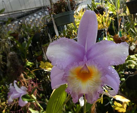 Southern California Orchid Species Society