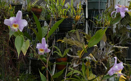 Southern California Orchid Species Society