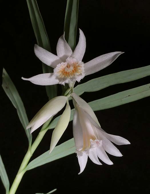 Southern California Orchid Species Society