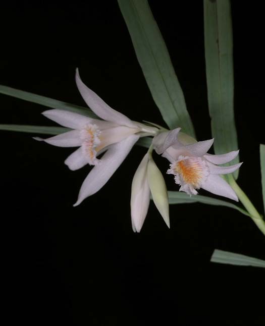 Southern California Orchid Species Society