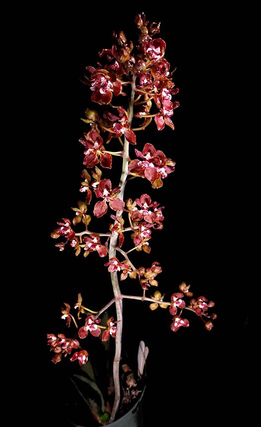 Southern California Orchid Species Society