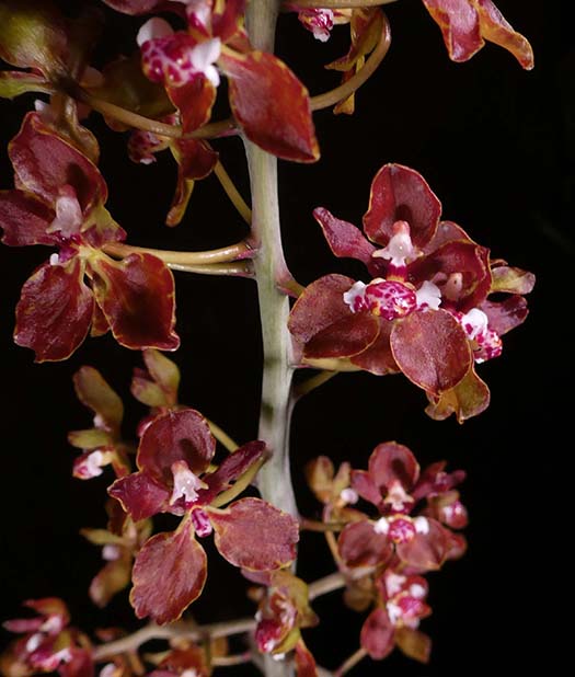 Southern California Orchid Species Society