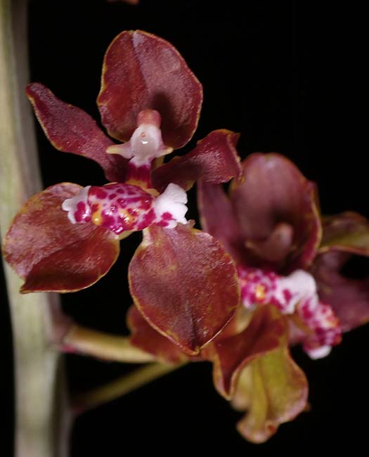 Southern California Orchid Species Society