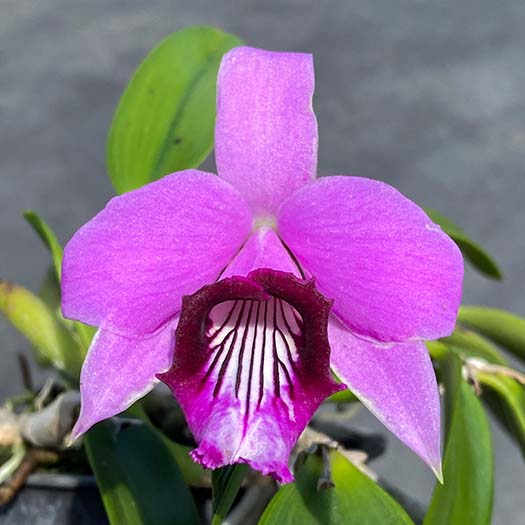 Southern California Orchid Species Society