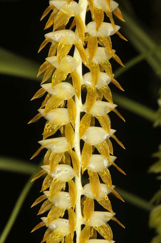 Southern California Orchid Species Society