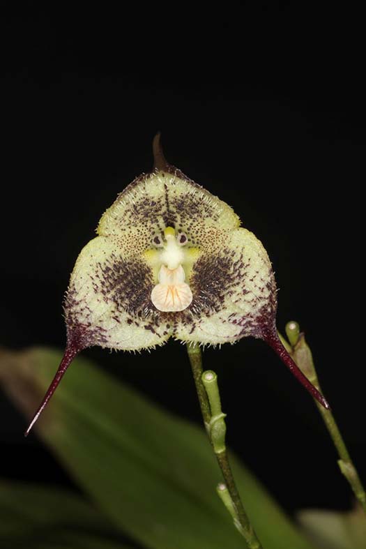 Southern California Orchid Species Society