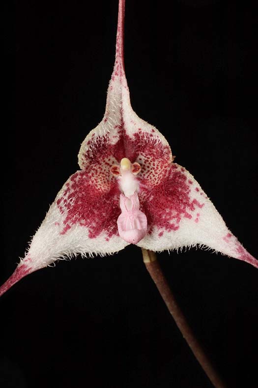 Southern California Orchid Species Society