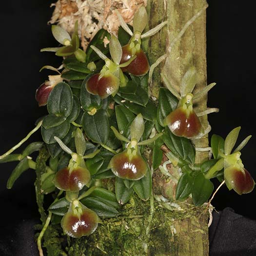 Southern California Orchid Species Society