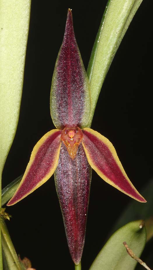 Southern California Orchid Species Society