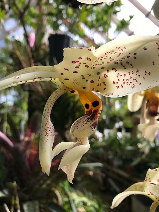 Southern California Orchid Species Society