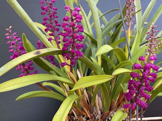 Southern California Orchid Species Society