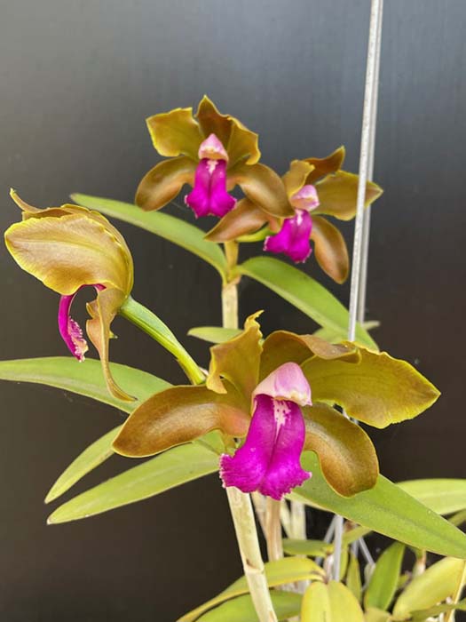 Southern California Orchid Species Society