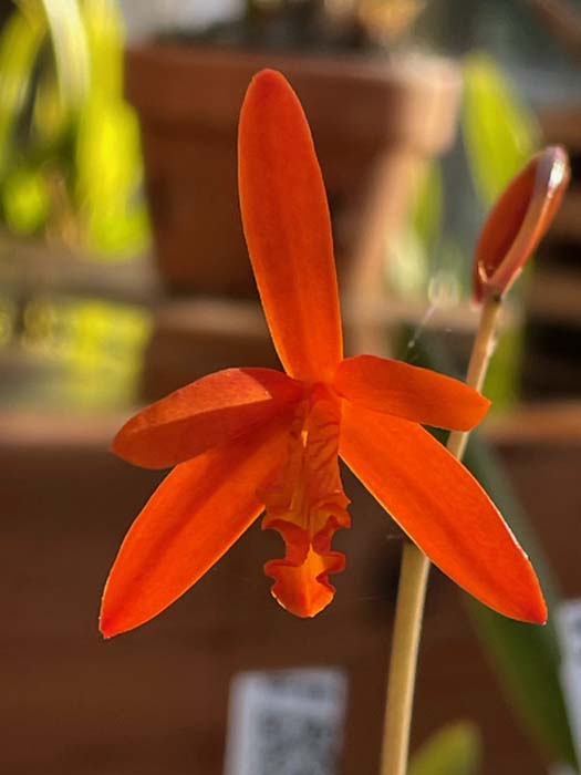 Southern California Orchid Species Society