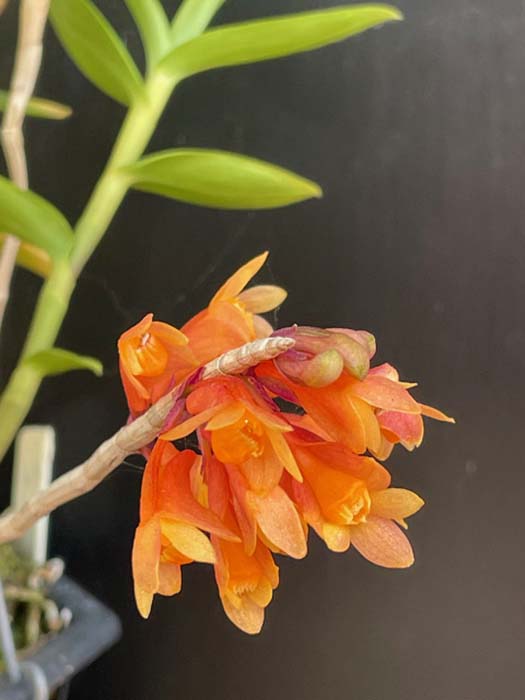 Southern California Orchid Species Society