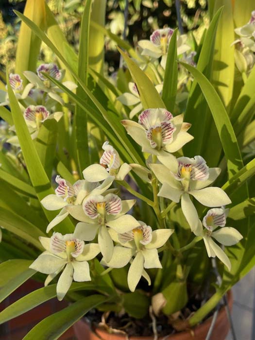 Southern California Orchid Species Society