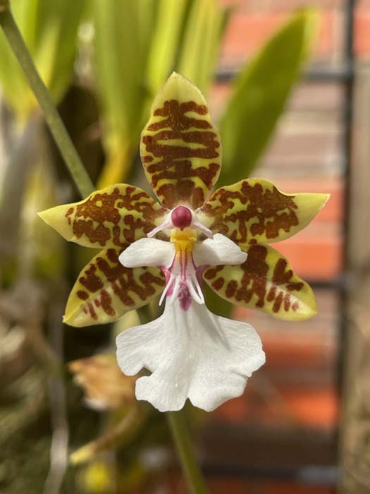 Southern California Orchid Species Society