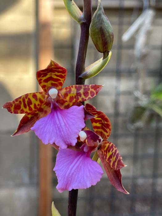 Southern California Orchid Species Society