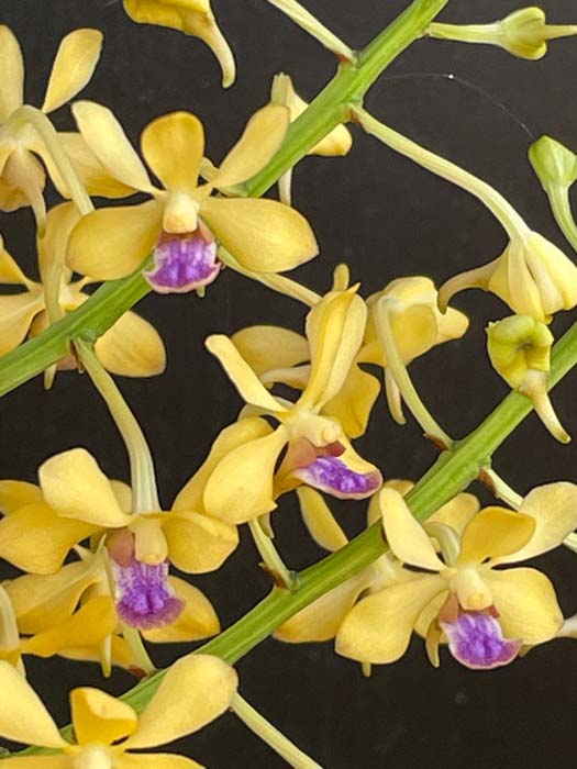 Southern California Orchid Species Society