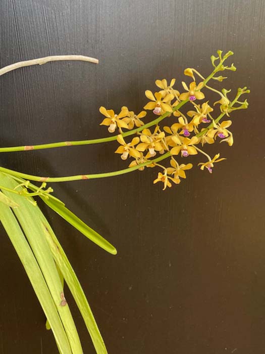 Southern California Orchid Species Society