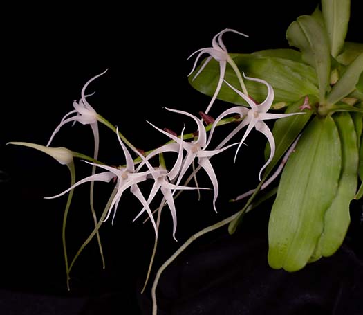 Southern California Orchid Species Society