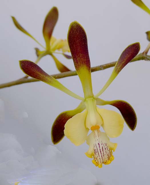 Southern California Orchid Species Society