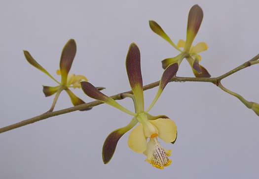 Southern California Orchid Species Society