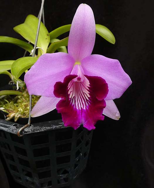Southern California Orchid Species Society