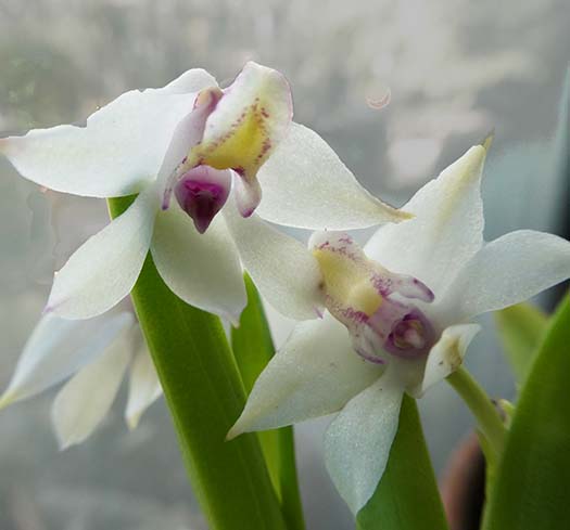 Southern California Orchid Species Society