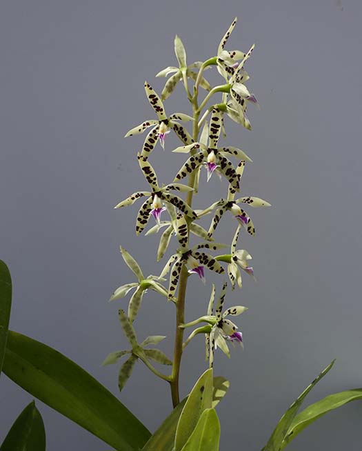 Southern California Orchid Species Society