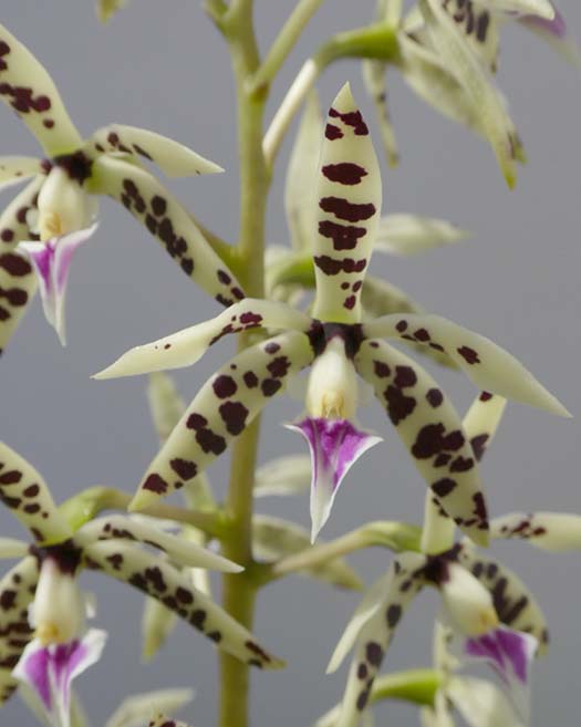 Southern California Orchid Species Society
