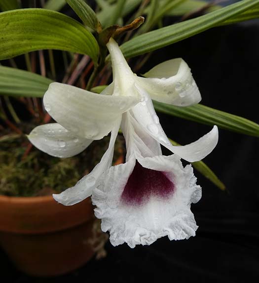 Southern California Orchid Species Society