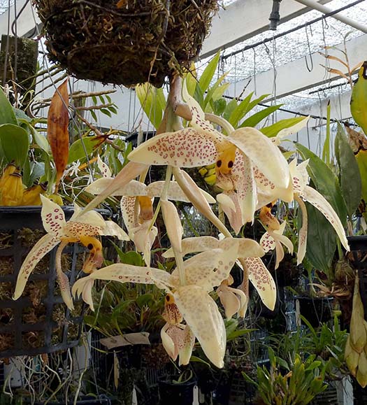 Southern California Orchid Species Society