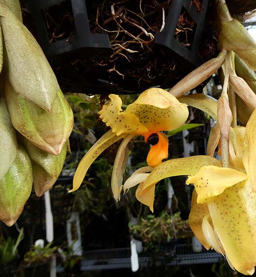 Southern California Orchid Species Society