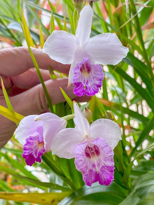 Southern California Orchid Species Society