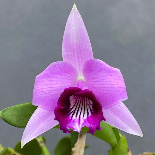 Southern California Orchid Species Society