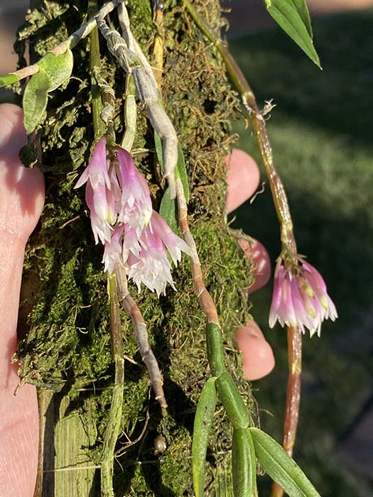 Southern California Orchid Species Society