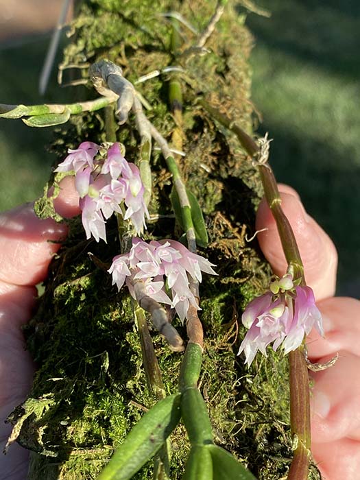 Southern California Orchid Species Society