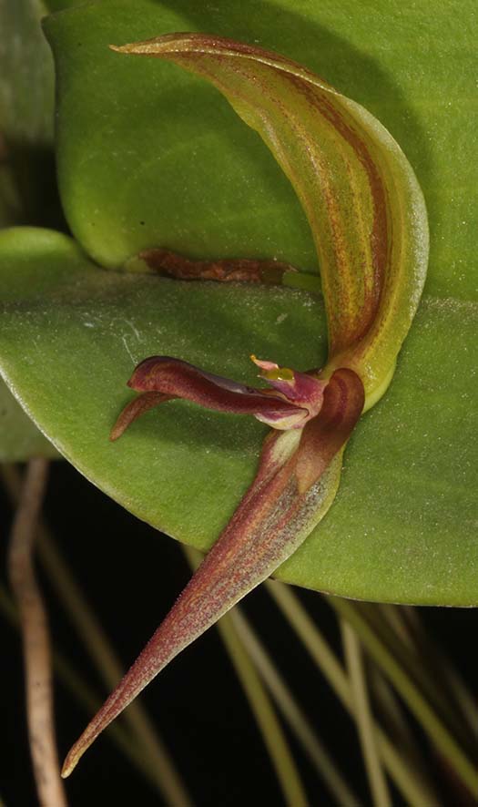 Southern California Orchid Species Society 05-23