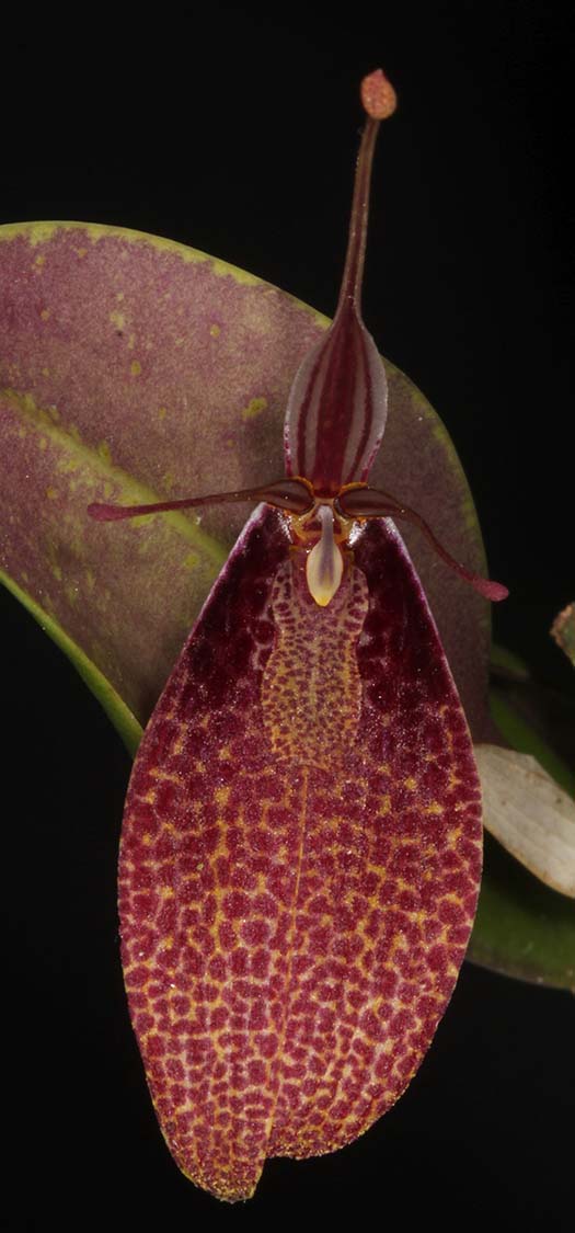 Southern California Orchid Species Society 05-23