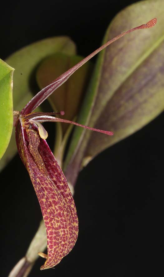 Southern California Orchid Species Society 05-23