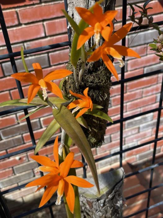 Southern California Orchid Species Society 05-23