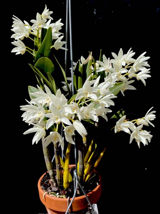 Southern California Orchid Species Society 05-23