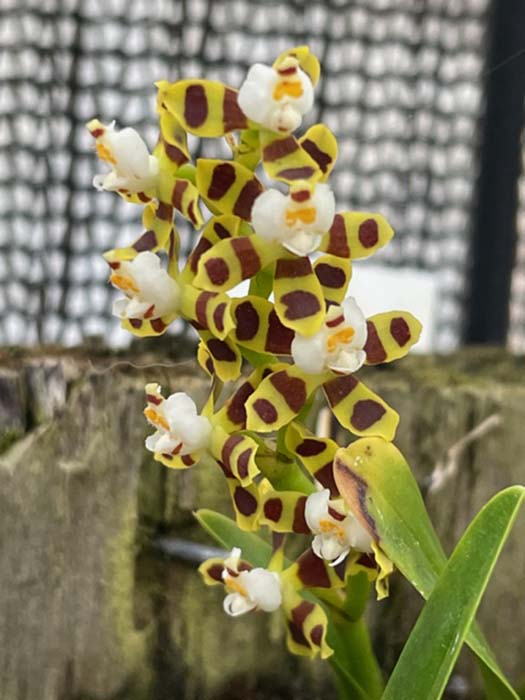 Southern California Orchid Species Society 05-23