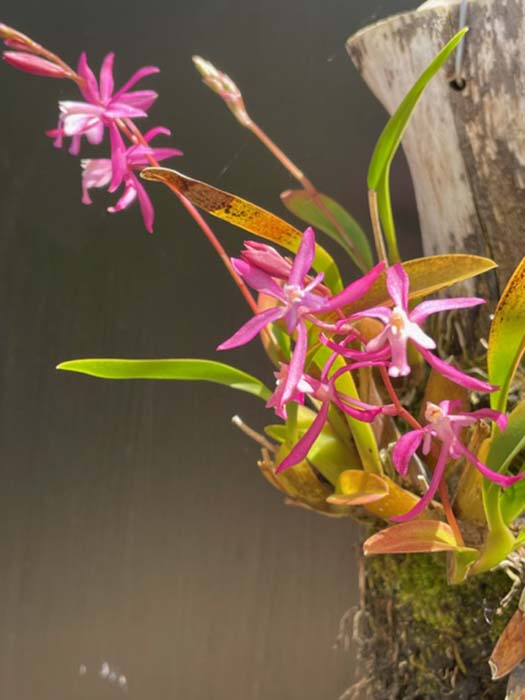 Southern California Orchid Species Society 05-23