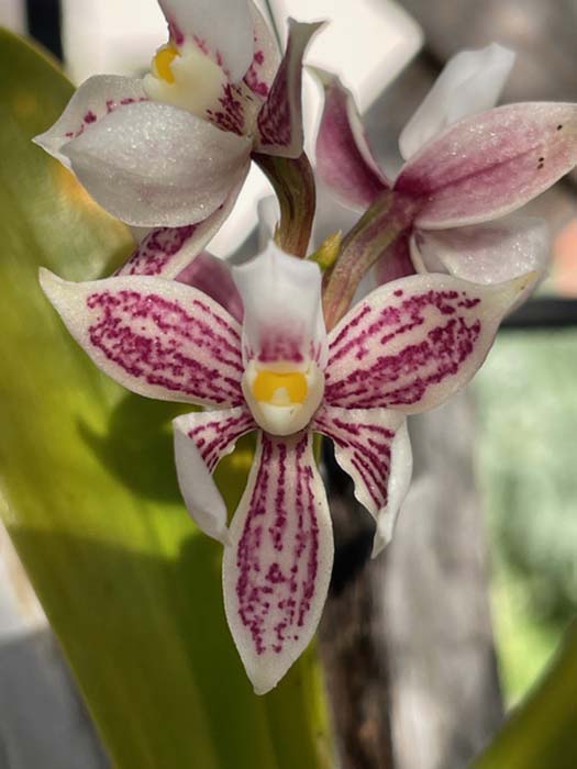 Southern California Orchid Species Society 05-23