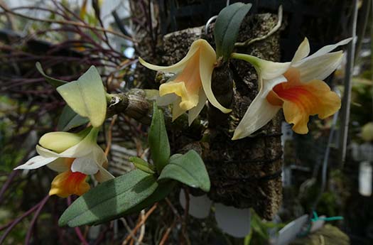 Southern California Orchid Species Society 05-23