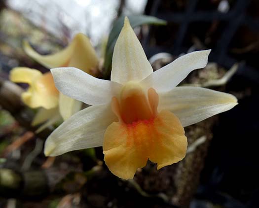 Southern California Orchid Species Society 05-23