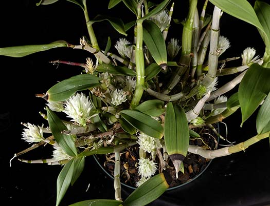 Southern California Orchid Species Society 05-23